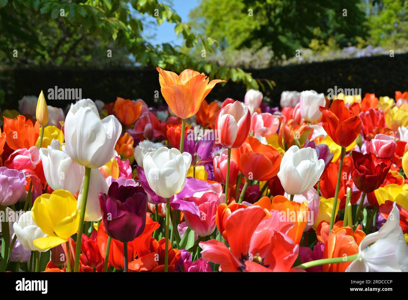 Beautiful colorful tulips blooming in Keukenhof garden in May ...