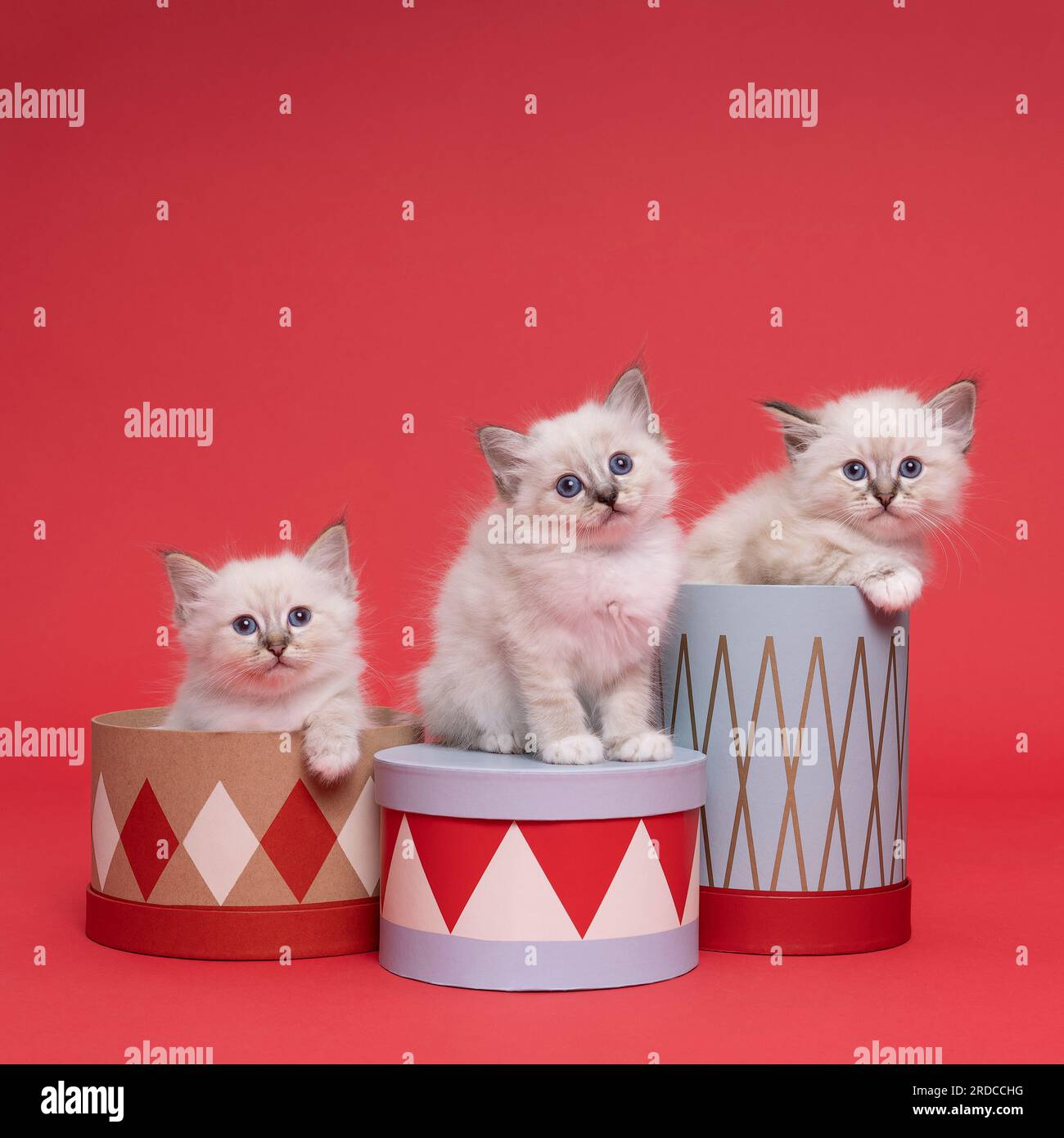Three cute beautiful sacred burmese cat kittens sitting in and on boxes ...