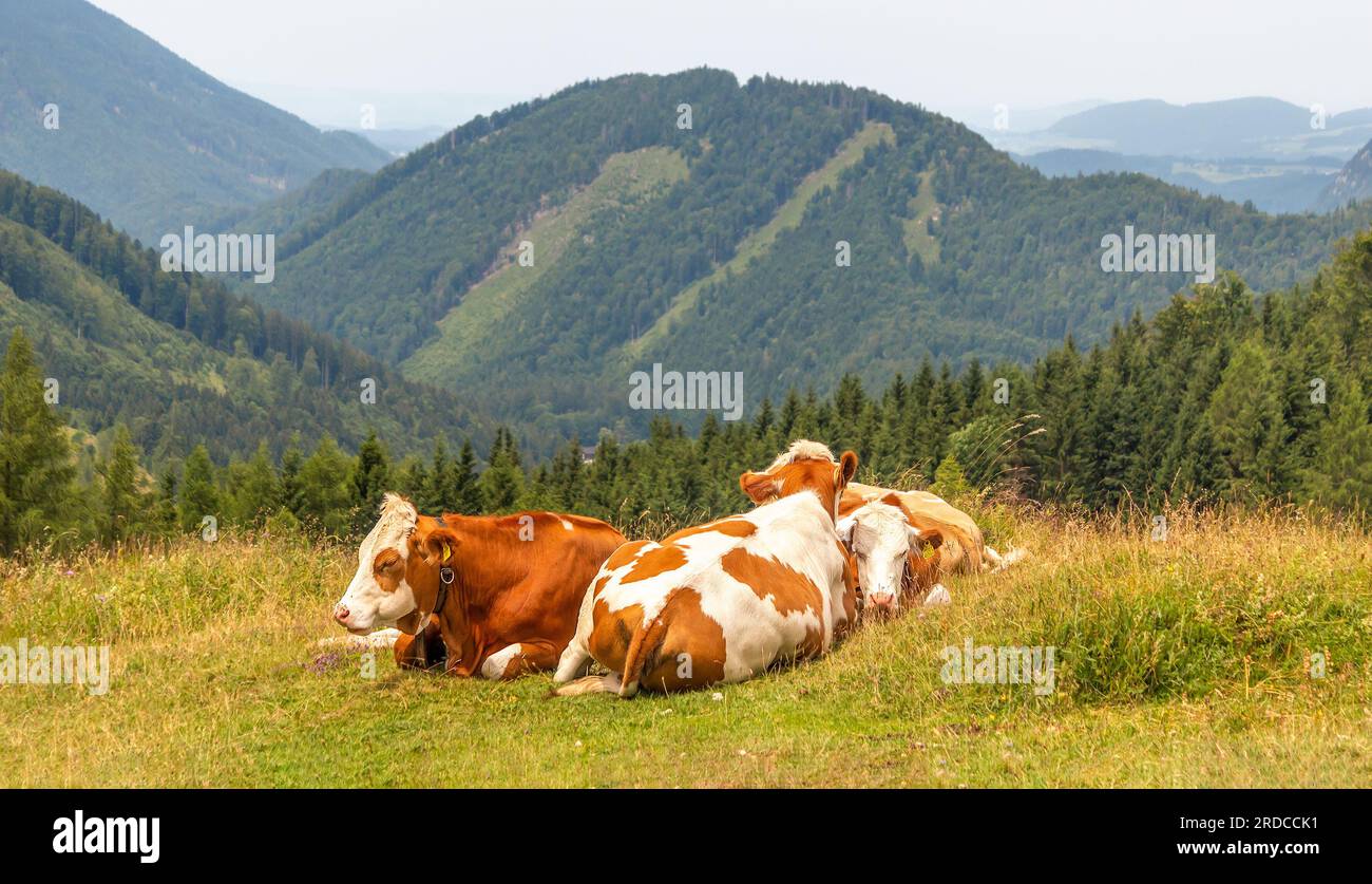 Cows lying down hi-res stock photography and images - Alamy