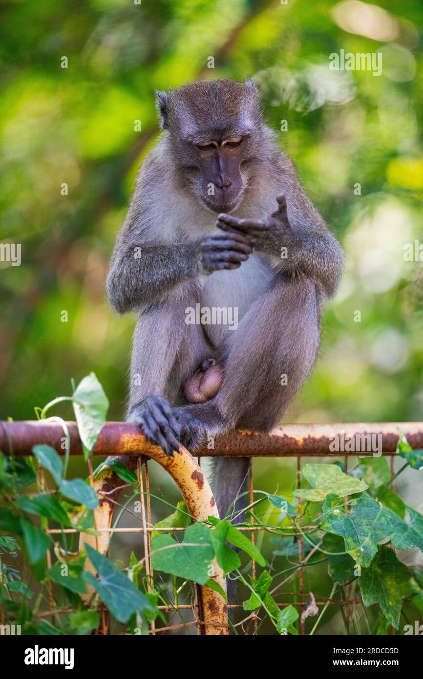 A long-tailed macaque grooming himself while sitting on a riverbank ...