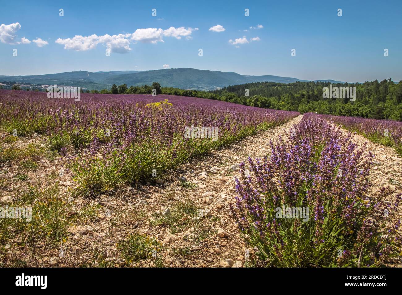 geography / travel, France, Provence, Sault, Salbeifeld at base of the ...