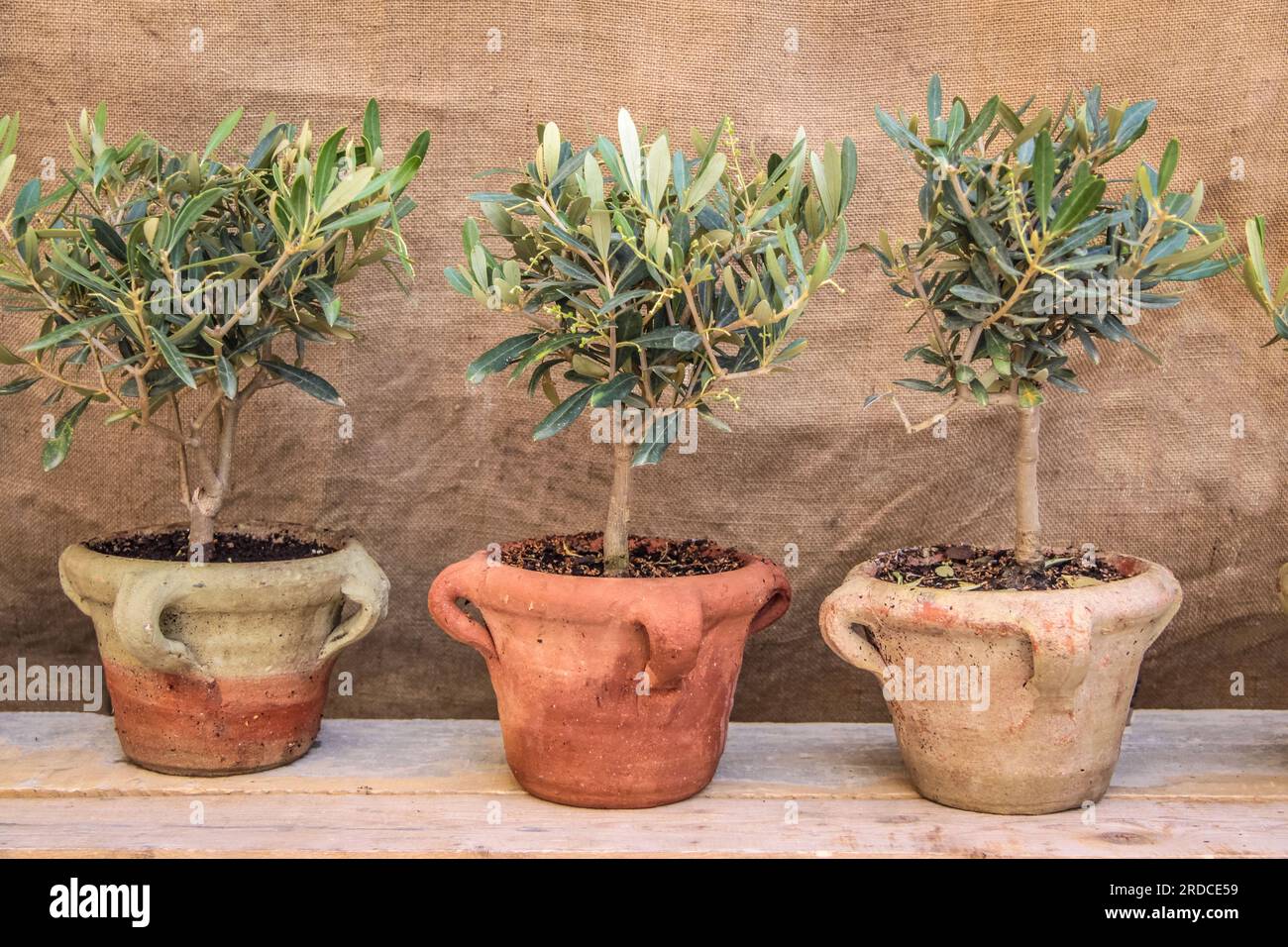 Booths tree hi-res stock photography and images - Alamy