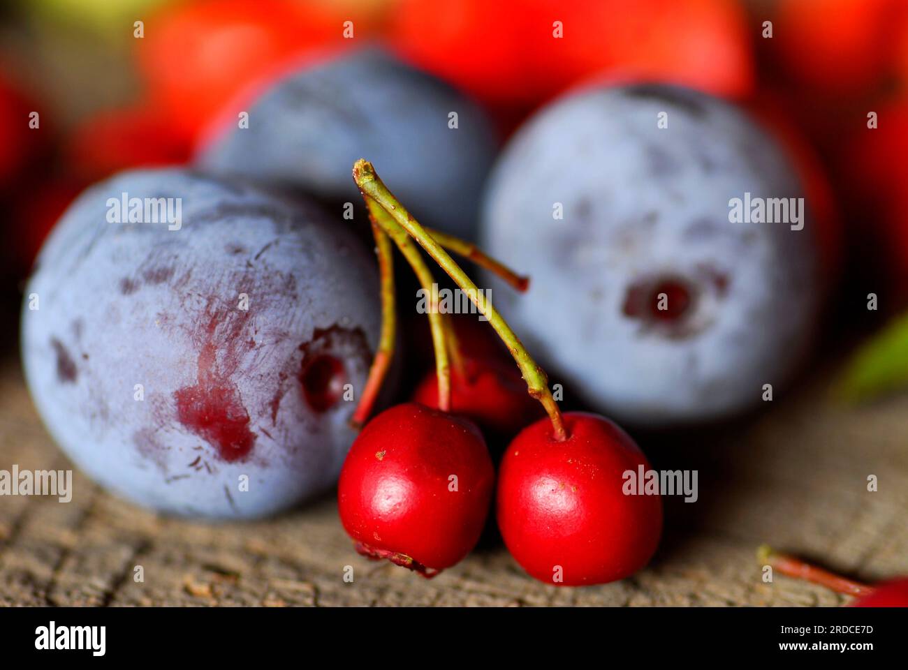 Autumn edible wild fruits: blackthorn (Prunus spinosa) and hawthorn ...
