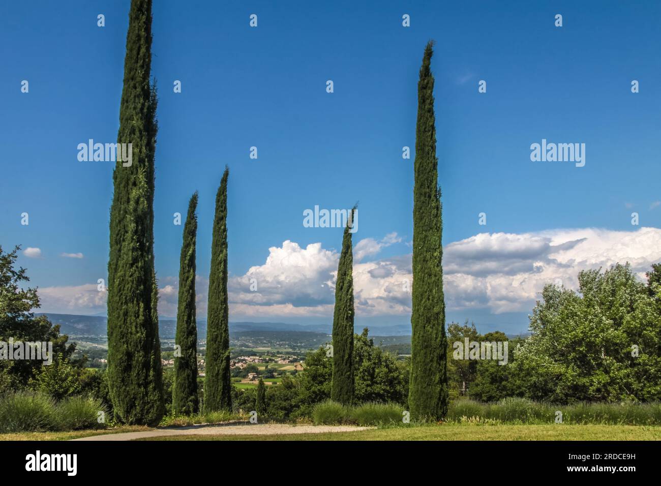 Cypresses provence hi-res stock photography and images - Alamy