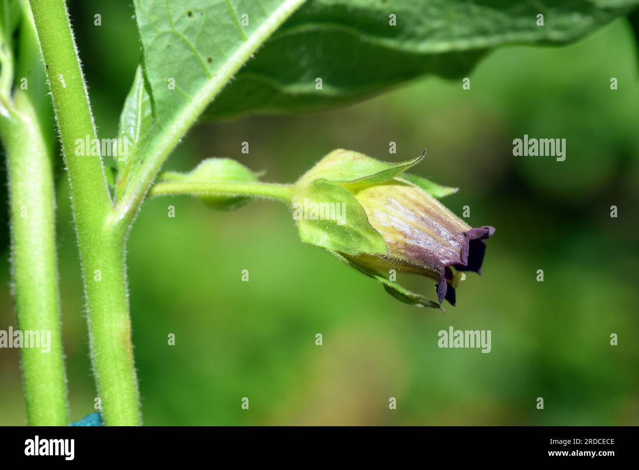 Detail of the belladonna flower (Atropa belladonna) a toxic and ...