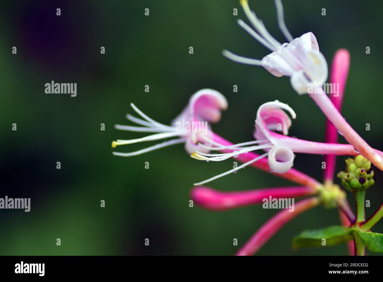 Detail of the flowers of Etruscan honeysuckle (Lonicera etrusca) on a ...
