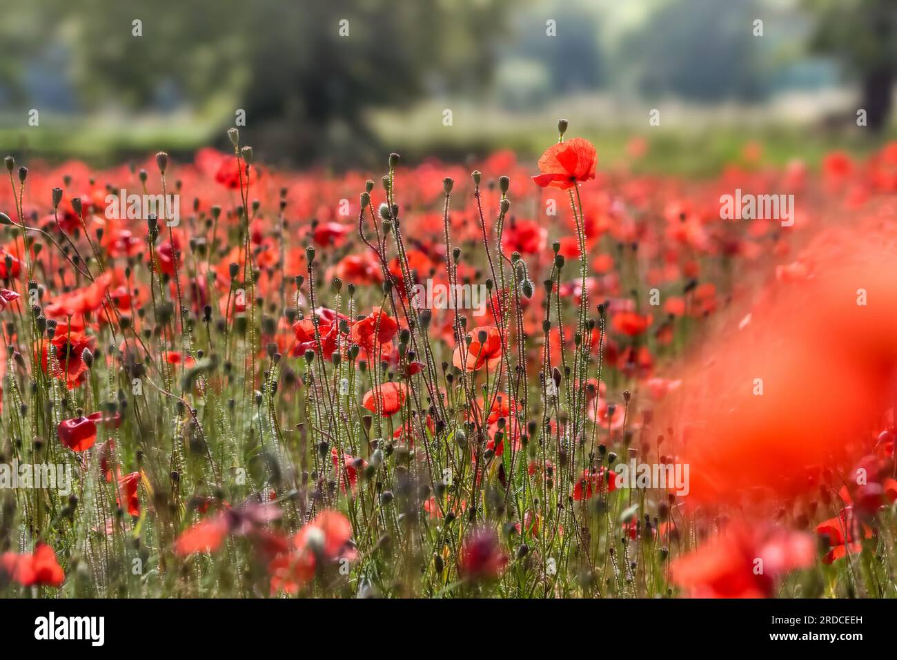 botany, poppy field at Aptian, Vaucluse, Provence, Provence, France ...