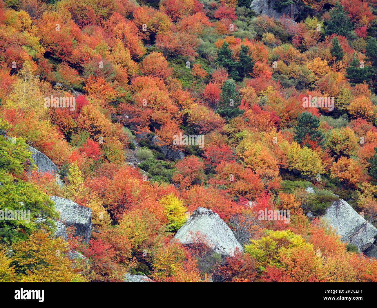 Mixed forest of maple, ash and oak trees with the colors of autumn ...