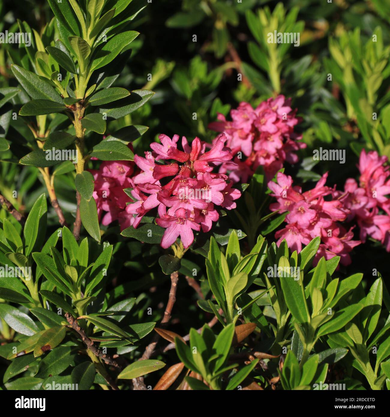 Alpine roses in the mountains hi-res stock photography and images - Alamy