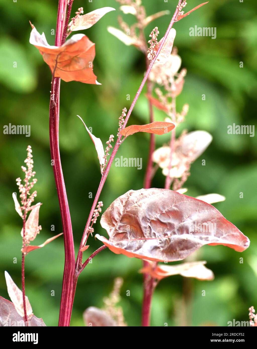 Escape cultivation hi-res stock photography and images - Alamy