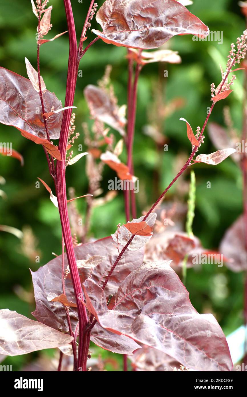 Quinoa plant leaf hi-res stock photography and images - Alamy