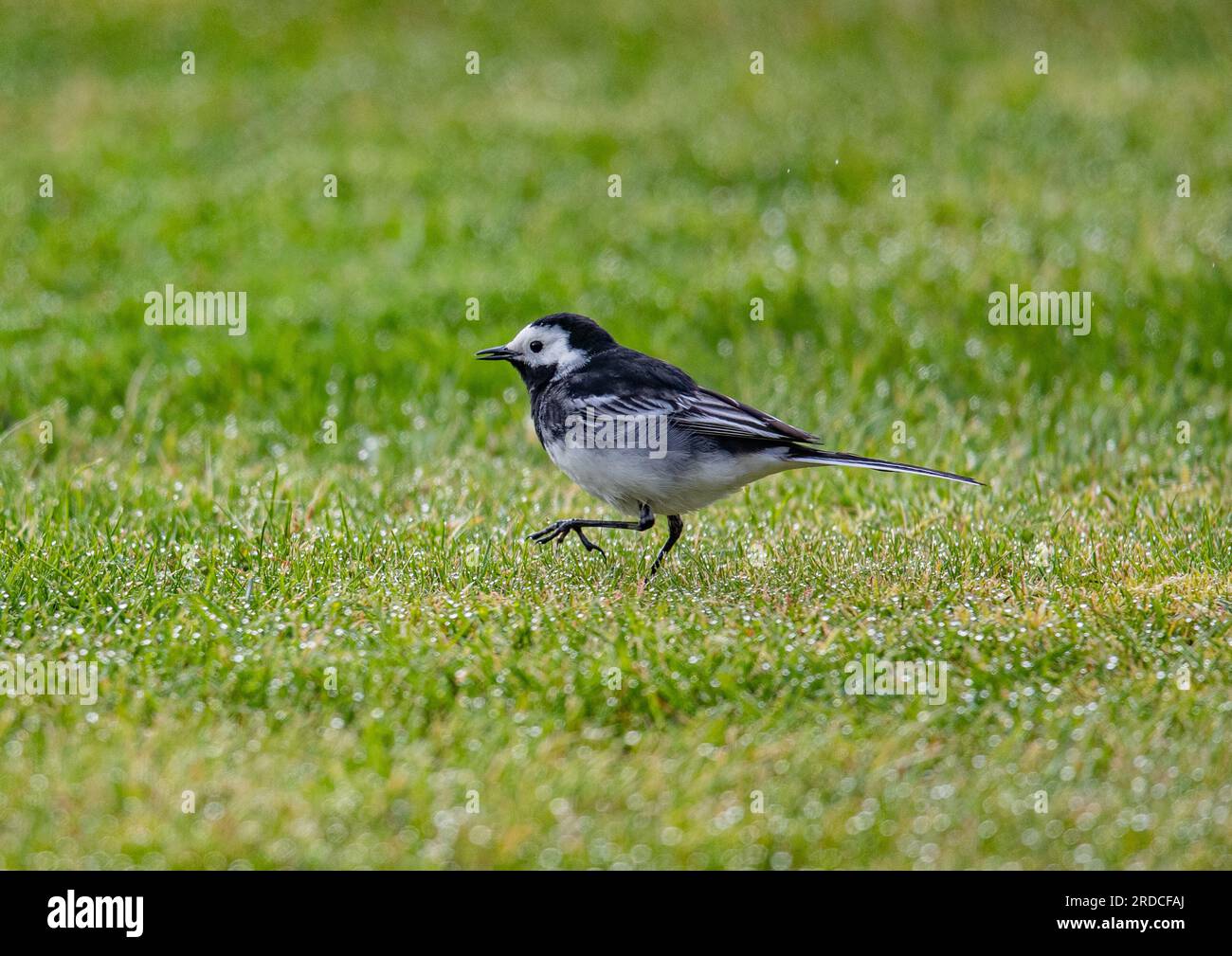 A close up of a Pied Wagtail (Motacilla alba) striding along looking to ...