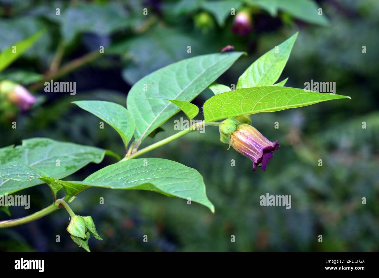 Detail of the belladonna flower (Atropa belladonna) a toxic and ...