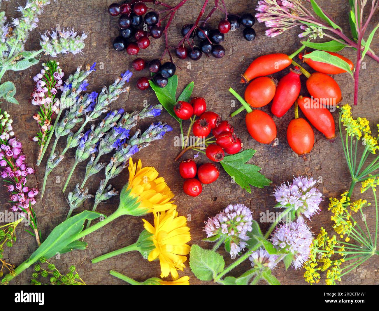 Composition on a wood of various flowers and wild fruits with medicinal ...