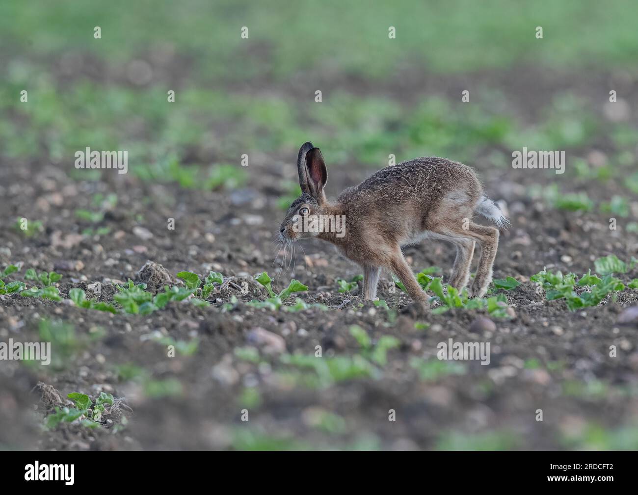 A Brown Hare Leveret (Lepus europaeus) running across a sugar beet ...