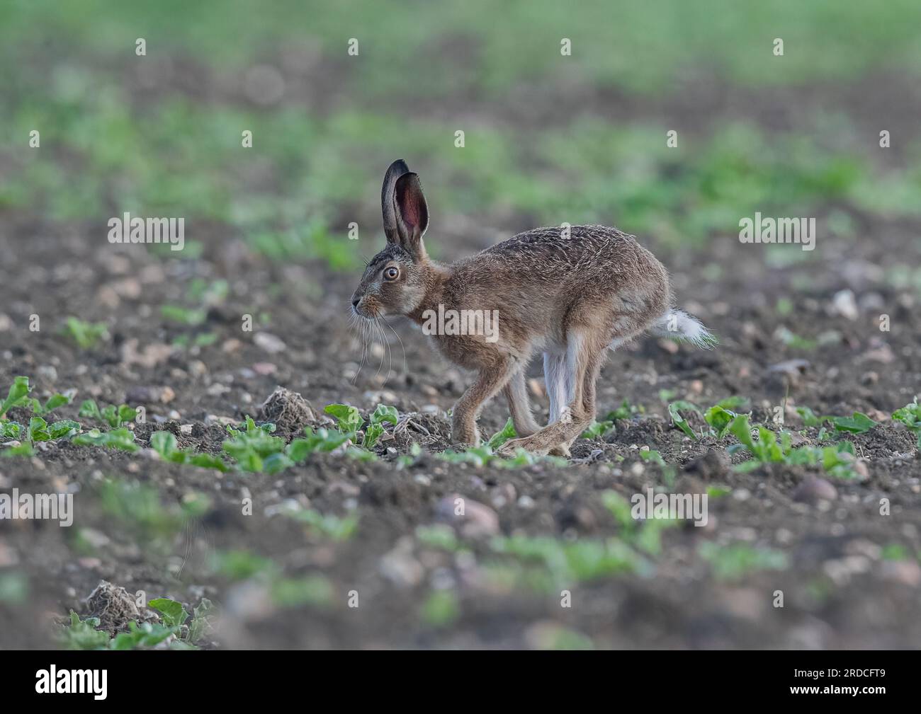 A Brown Hare Leveret (Lepus europaeus) running across a sugar beet ...