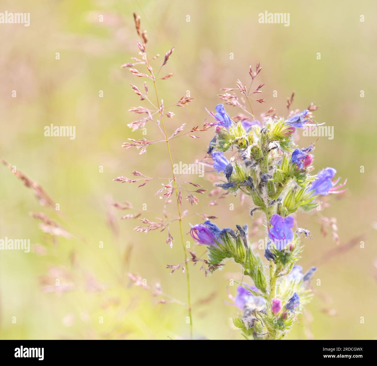 Summer colours background with purple Viper’s Bugloss Stock Photo - Alamy