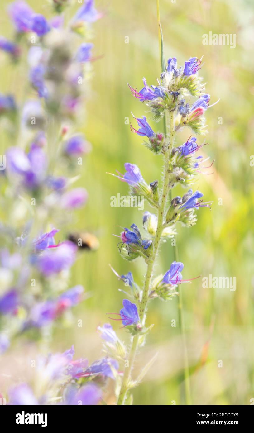 Summer colours background with purple Viper’s Bugloss Stock Photo - Alamy