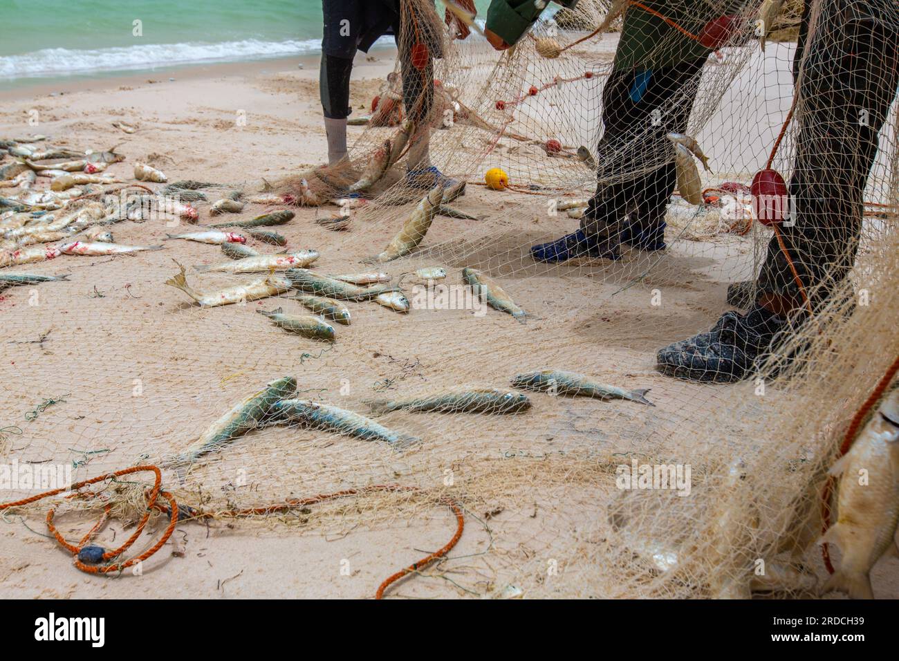 Fishermen harvesting their nets full of caught fish in the Dakhla beach ...