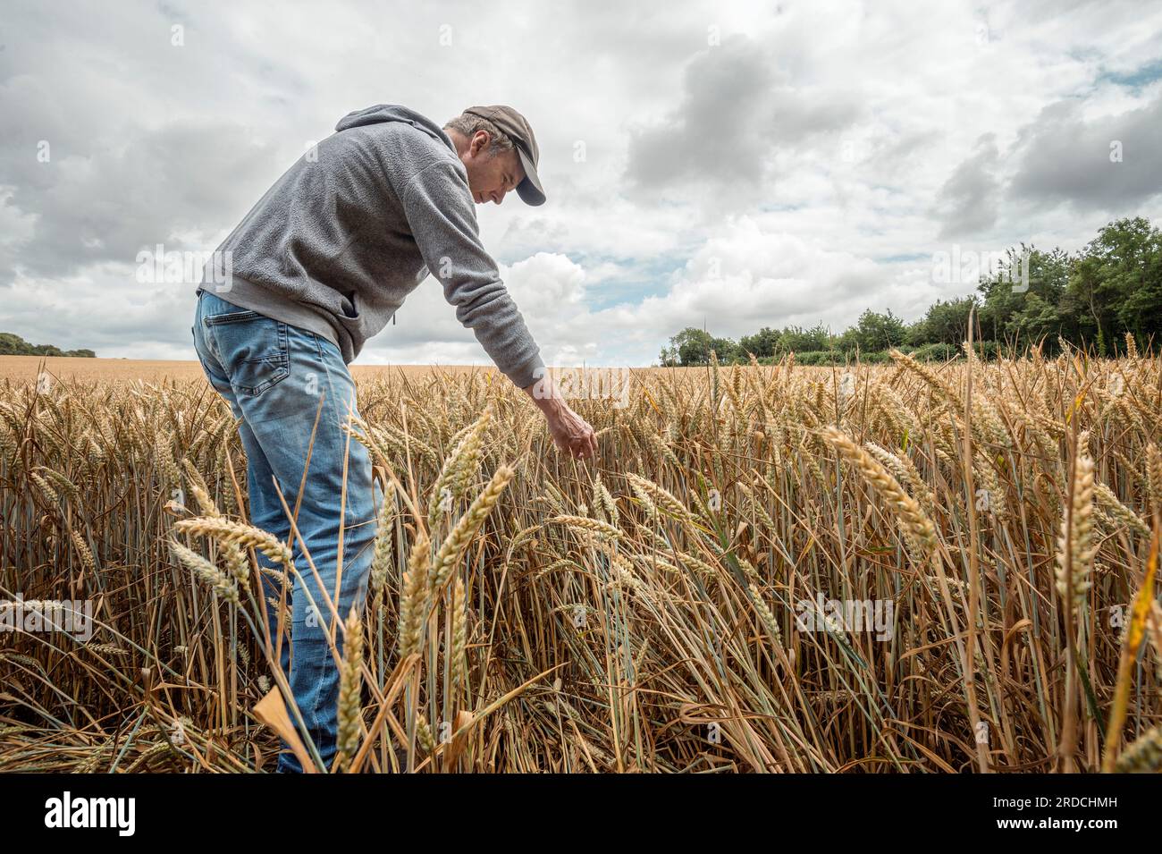 Farmer wheat hi-res stock photography and images - Alamy