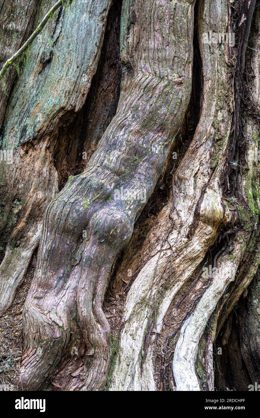 Big Western Red Cedar Tree Trunk Stock Photo - Alamy