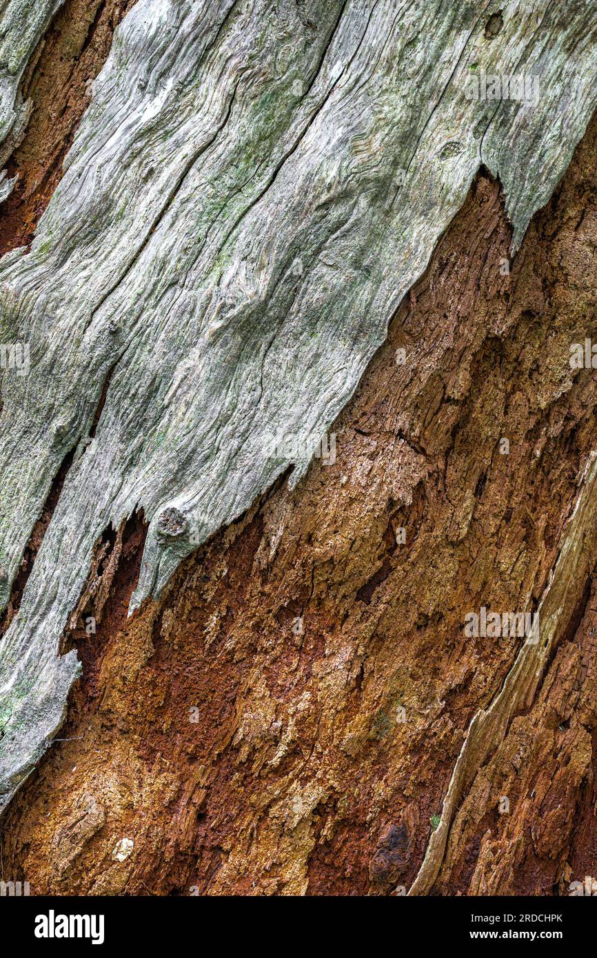 Bark of an Dead Decaying Cedar Tree Stock Photo - Alamy