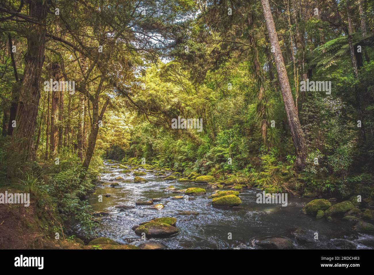 Virgin forest hi-res stock photography and images - Alamy