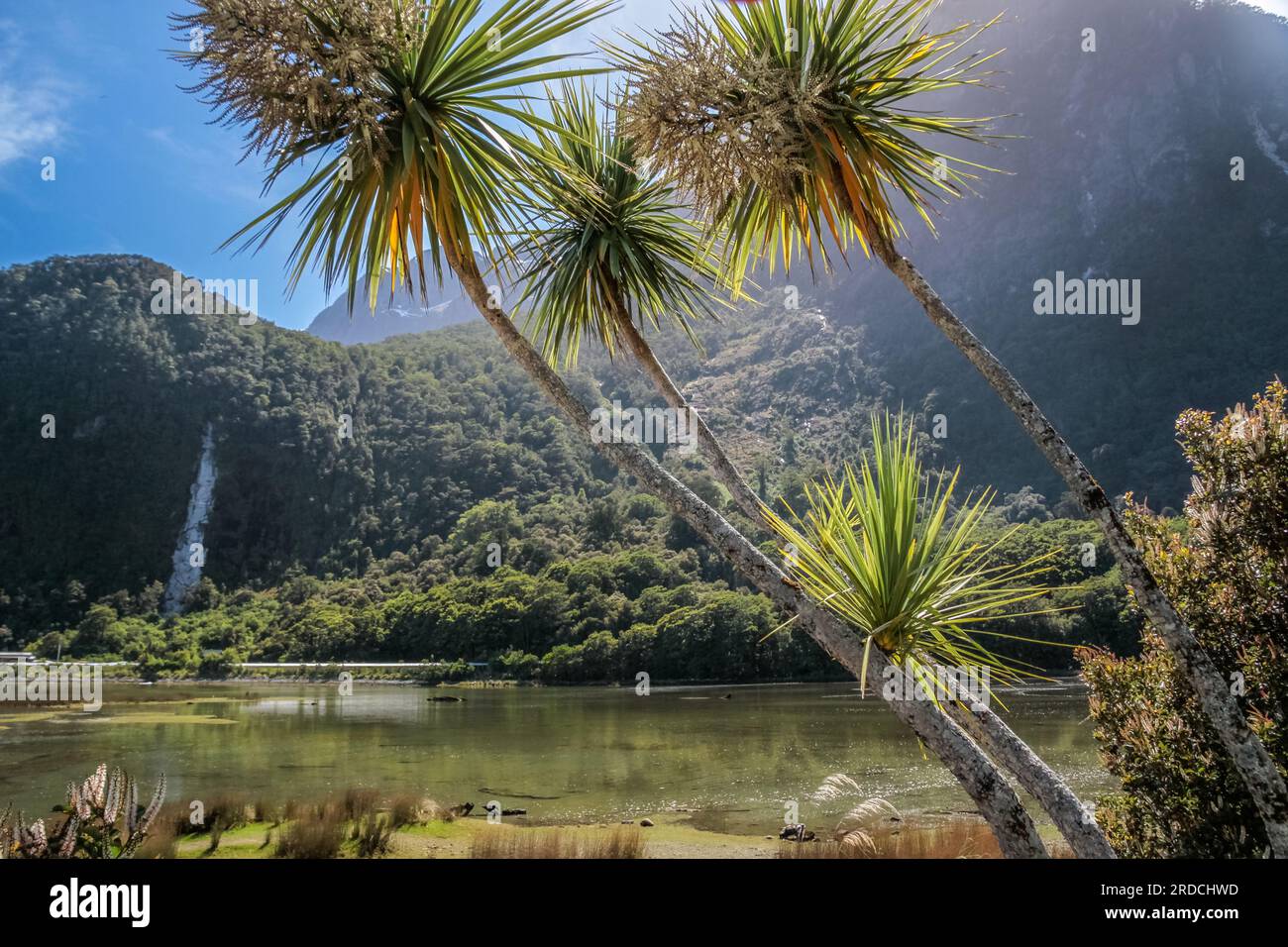 New zealand palm tree hi-res stock photography and images - Alamy