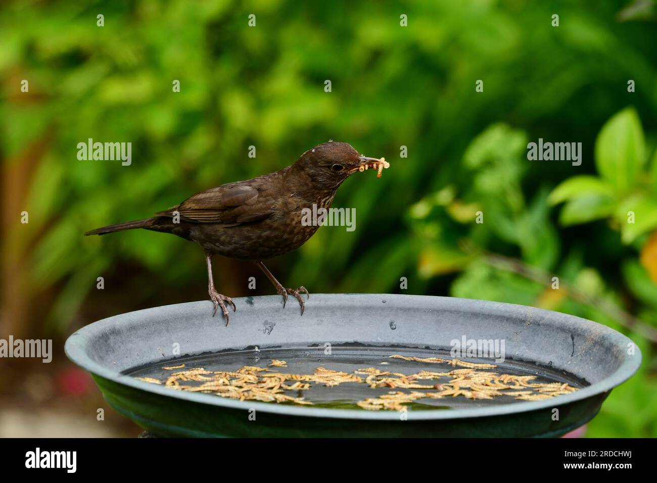 Blackbirds birds blackbird hi-res stock photography and images - Alamy
