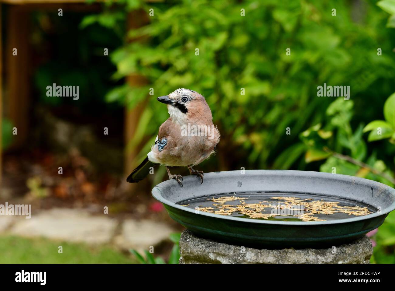 Blue jay bird house hi-res stock photography and images - Alamy