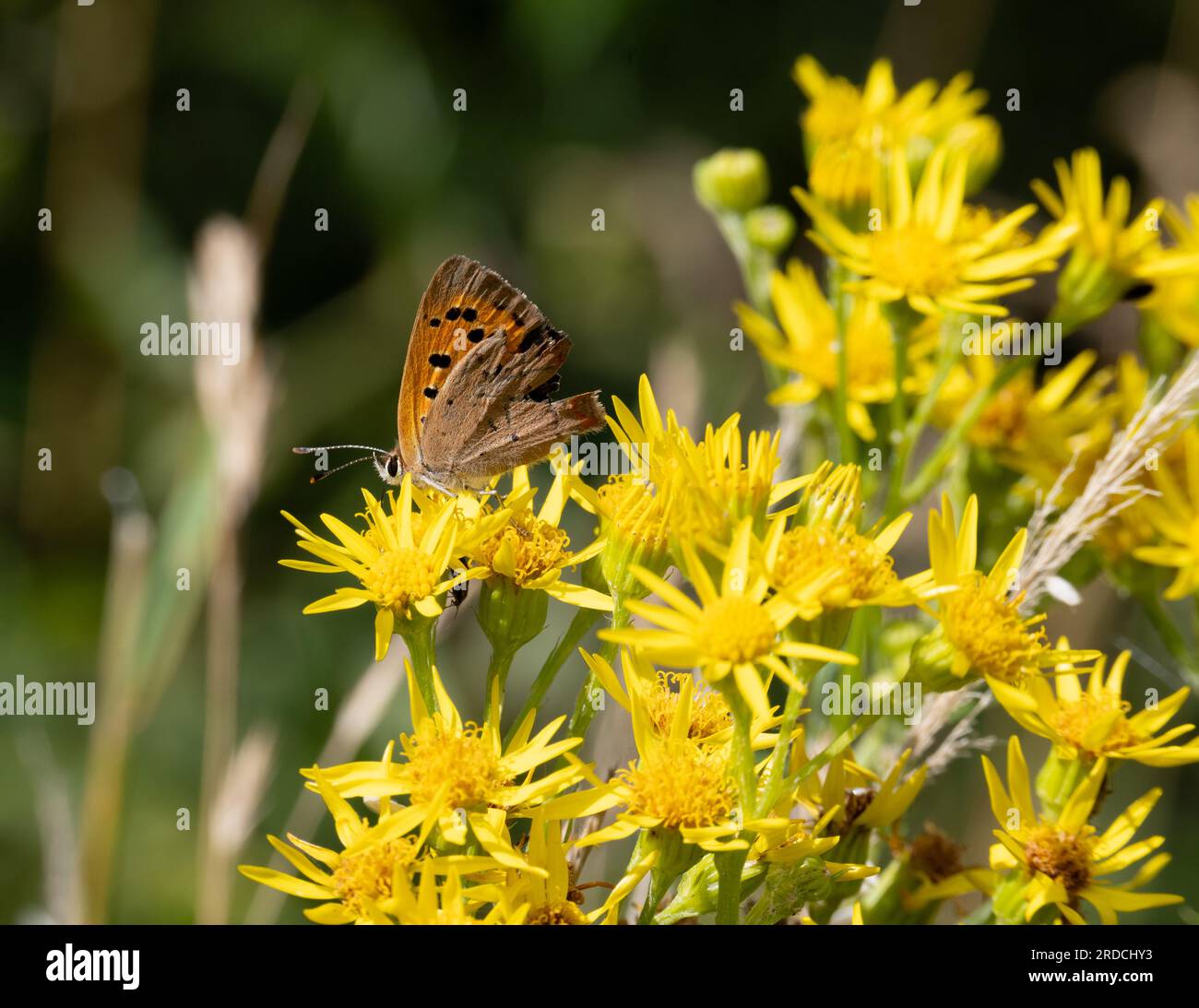 Small Copper butterfly (Lycaena phlaeas) on Ragwort flower ...