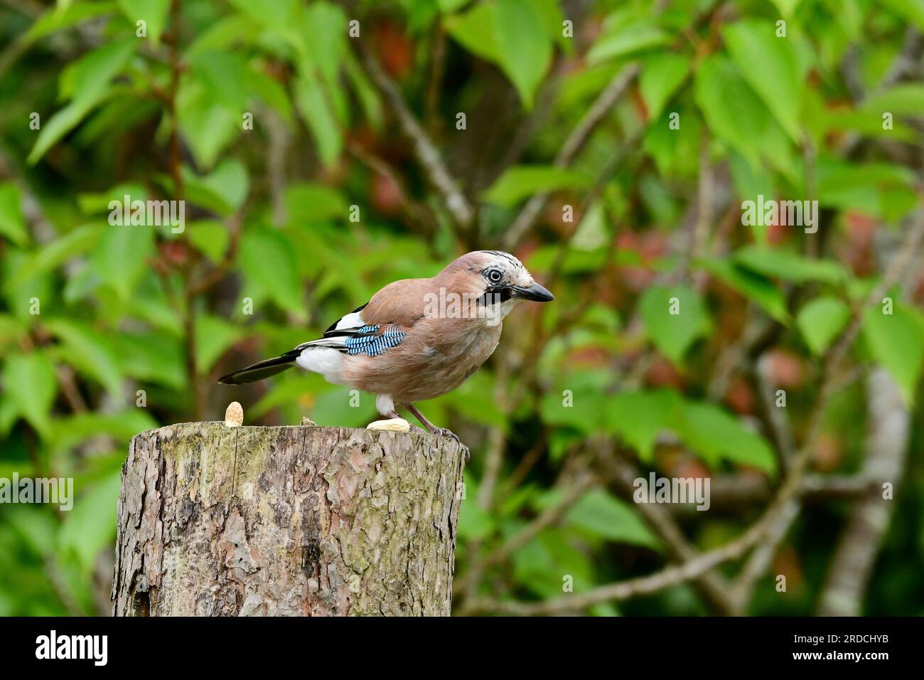 Blue jay flying hi-res stock photography and images - Alamy