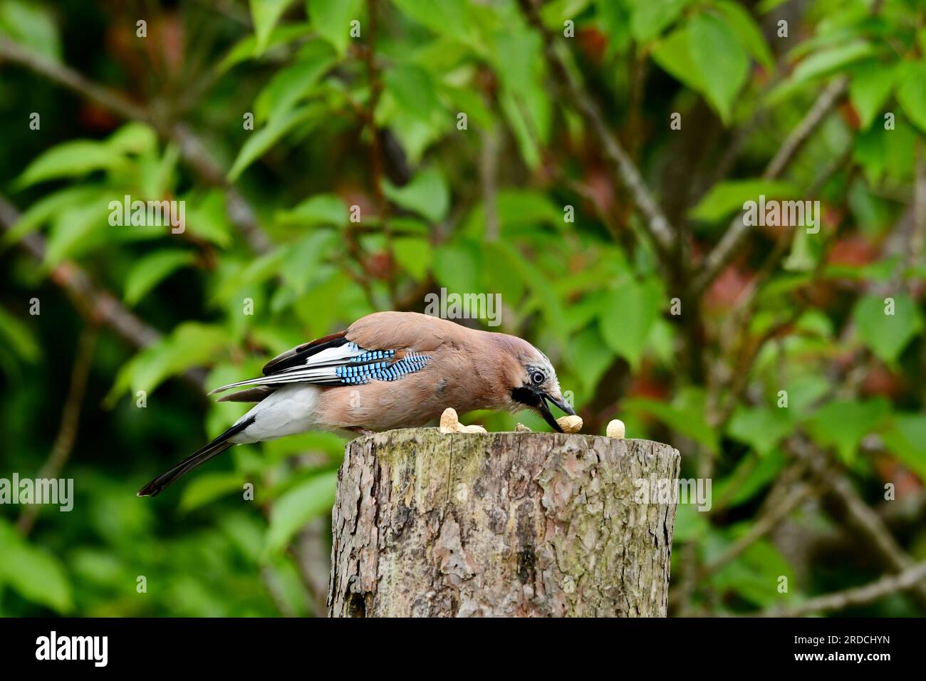 Blue jay flying hi-res stock photography and images - Alamy