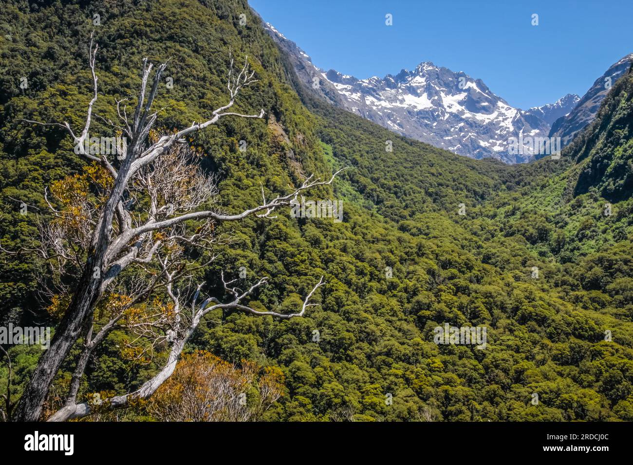 geography / travel, New Zealand, Southland, Hollyford Valley Lookout ...