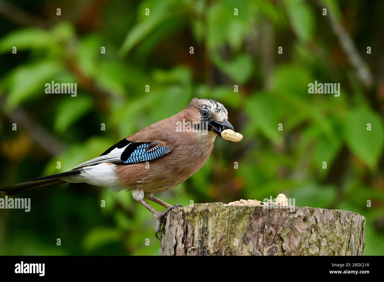 Blue jay bird house hi-res stock photography and images - Alamy