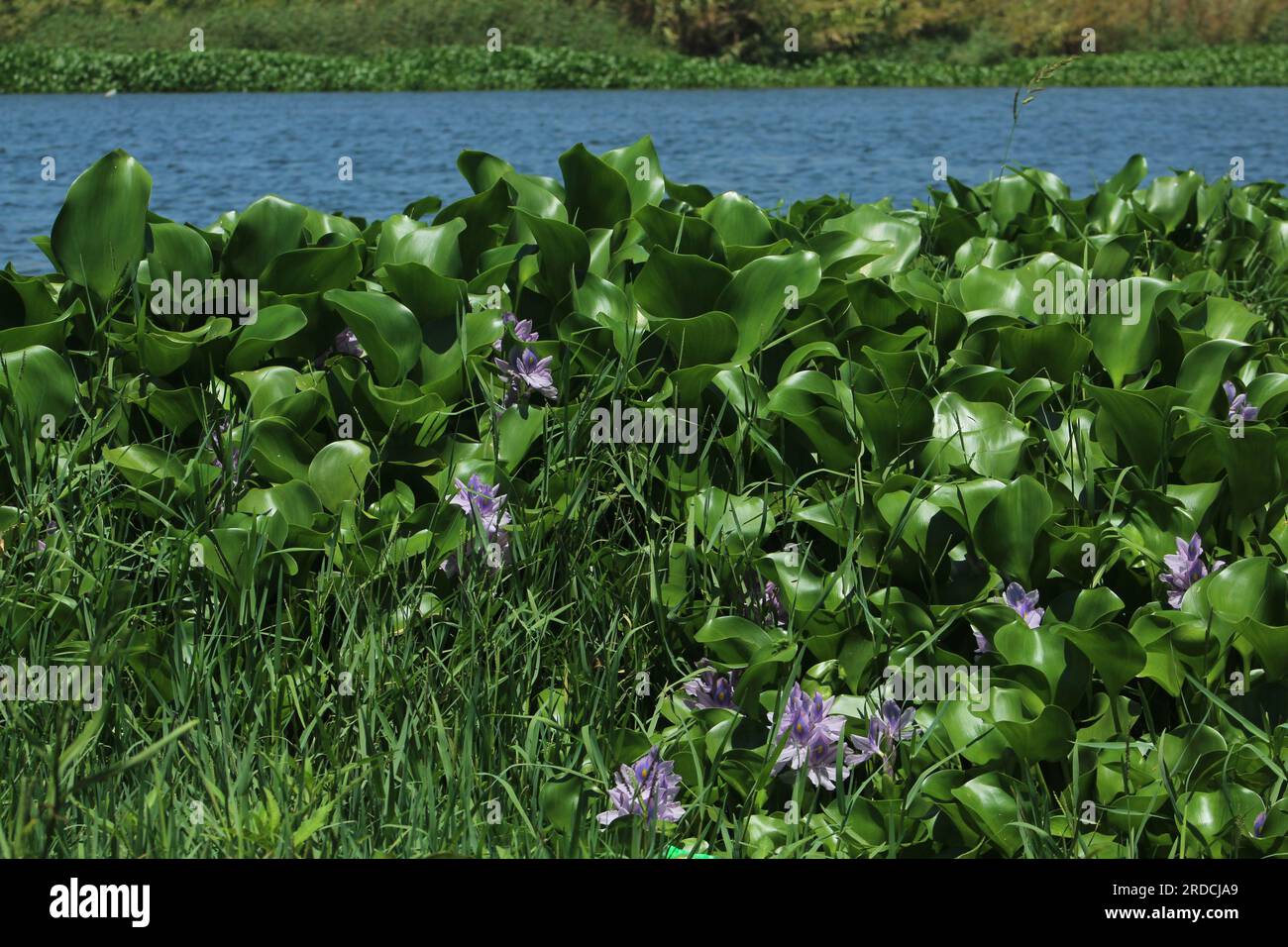 Blossoming water hyacinths (Eichhornia crassipes) flower in Asi River ...