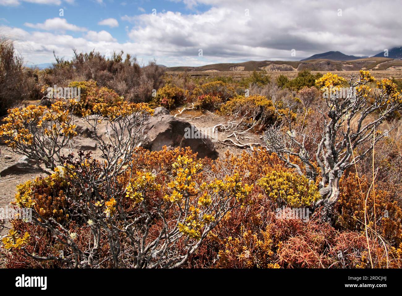 geography / travel, New Zealand, Manawatu-Wanganui, skimpy landscape in ...