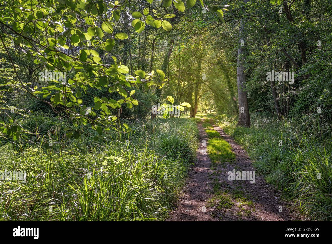 Forest path in the wilderness wood Stock Photo - Alamy