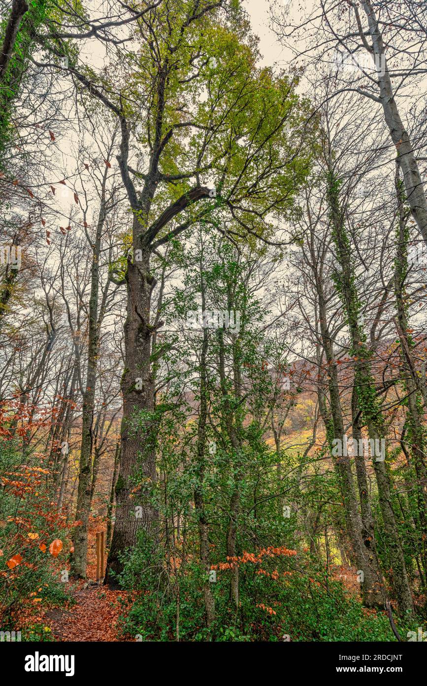quercus cerris, monumental tree in the forest of the Maiella National ...