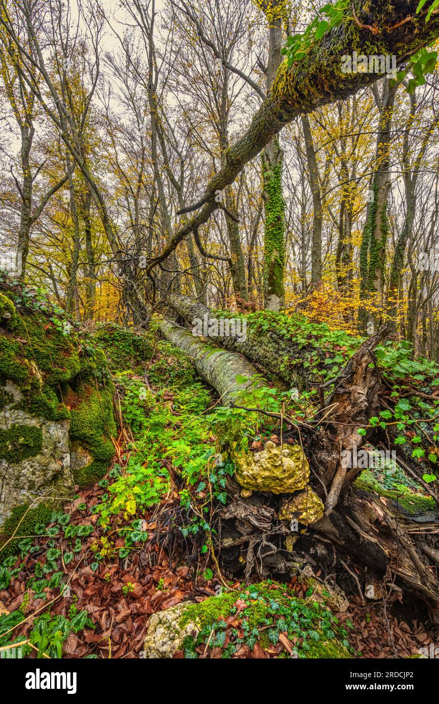 fallen trunks in the beech forest of the Maiella National Park, Bosco ...