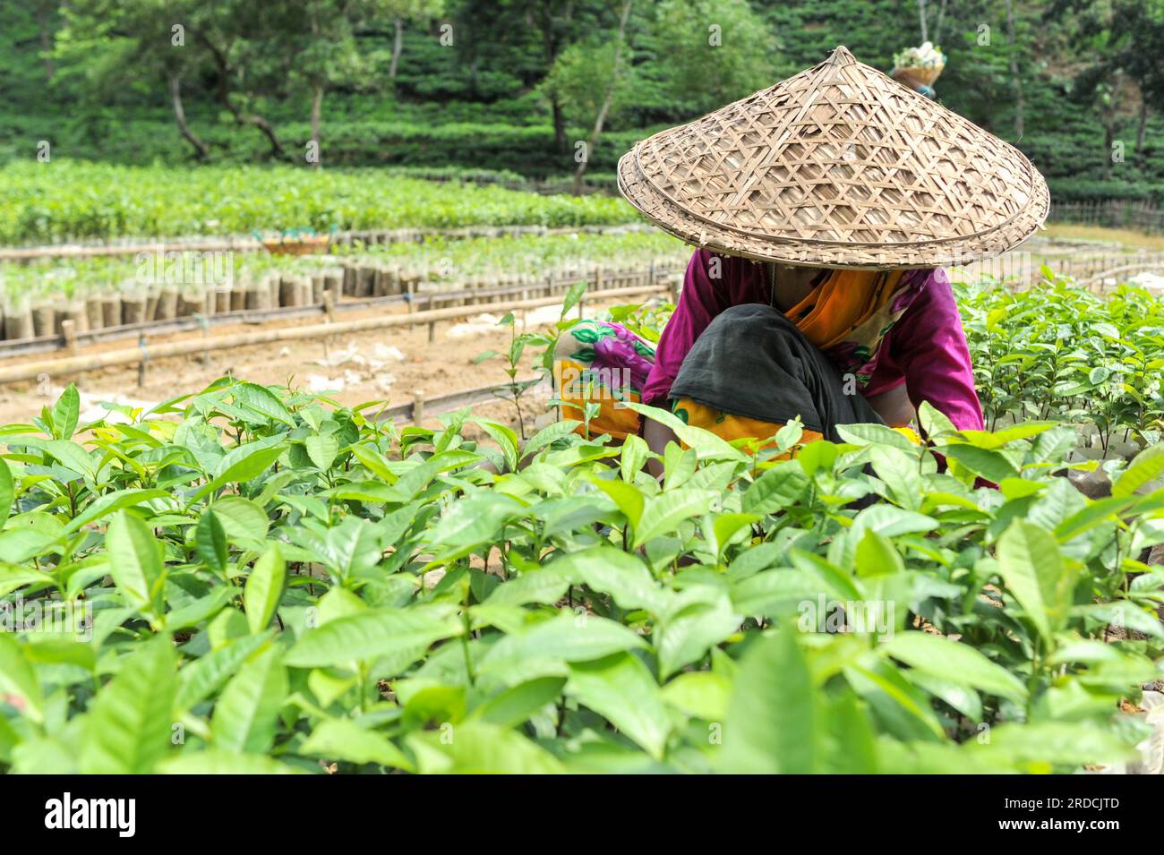 Non Exclusive: 20 July 2023 Sylhet-Bangladesh: Workers of Malnicherra ...