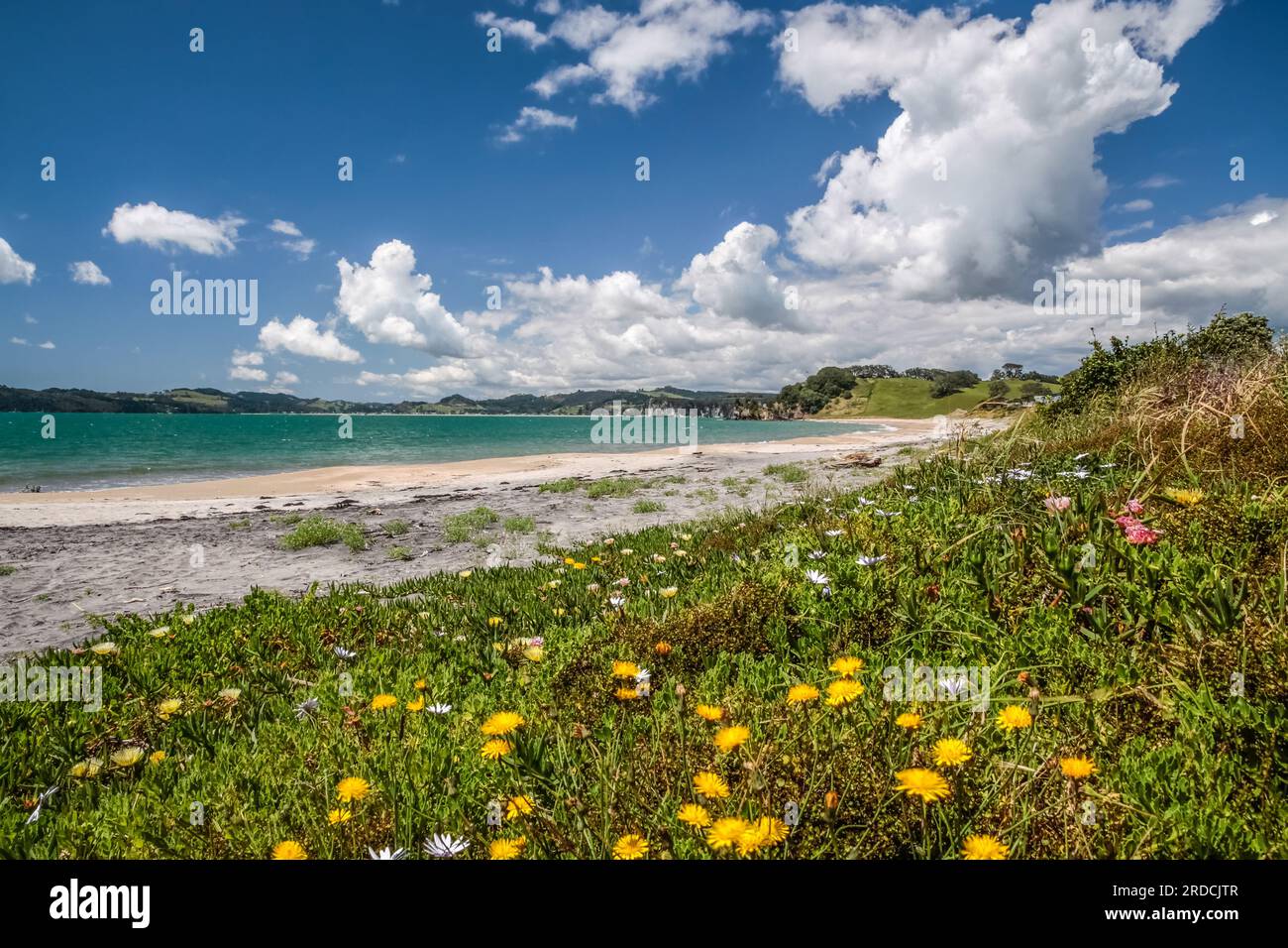 Beach Flowers