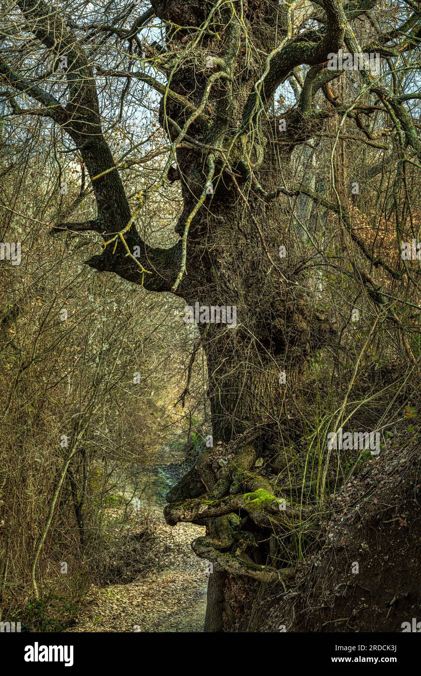 Oak roots hold the soil of an escarpment. Abruzzo, Italy, Europe Stock ...