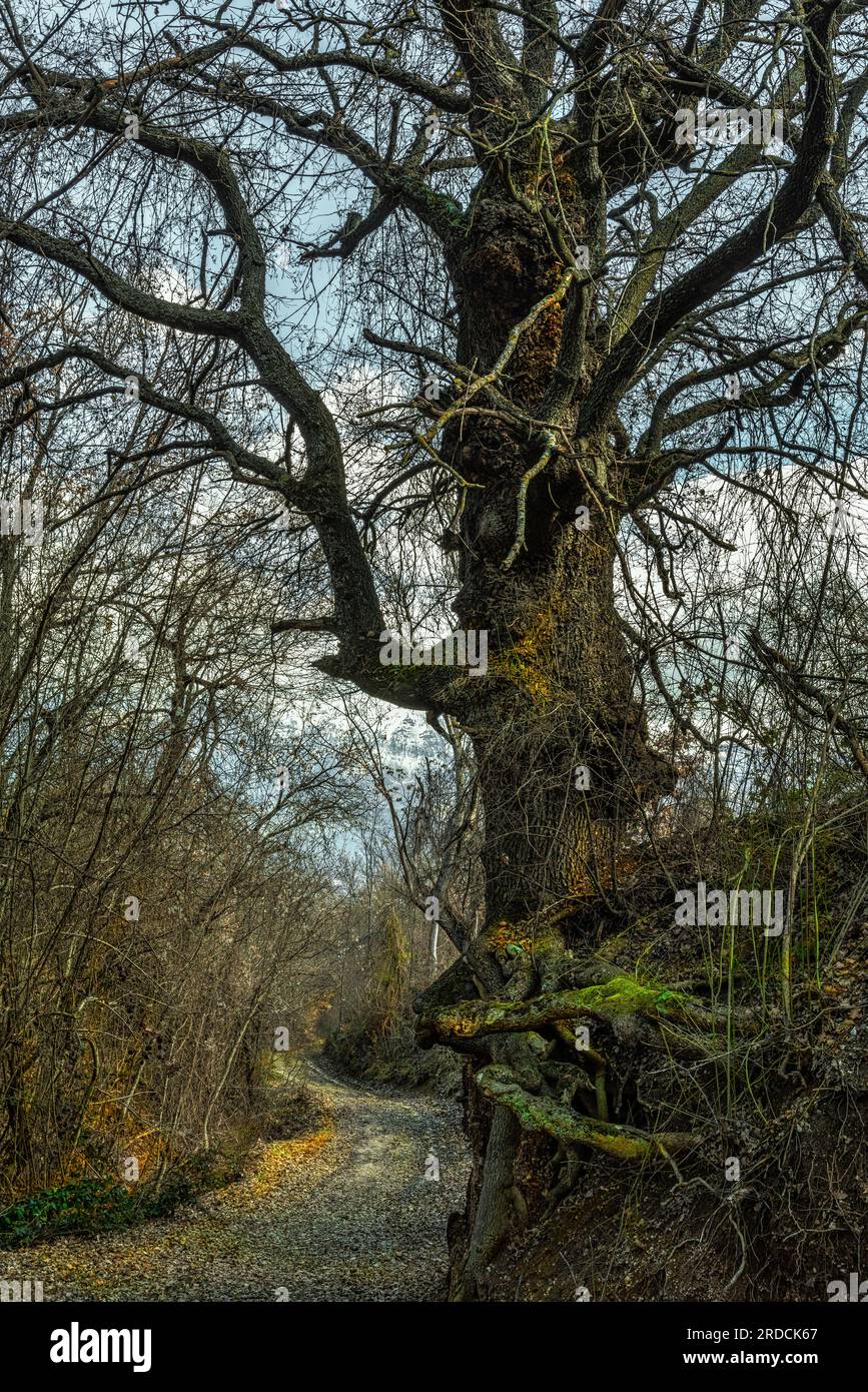 Oak roots hold the soil of an escarpment. Abruzzo, Italy, Europe Stock ...