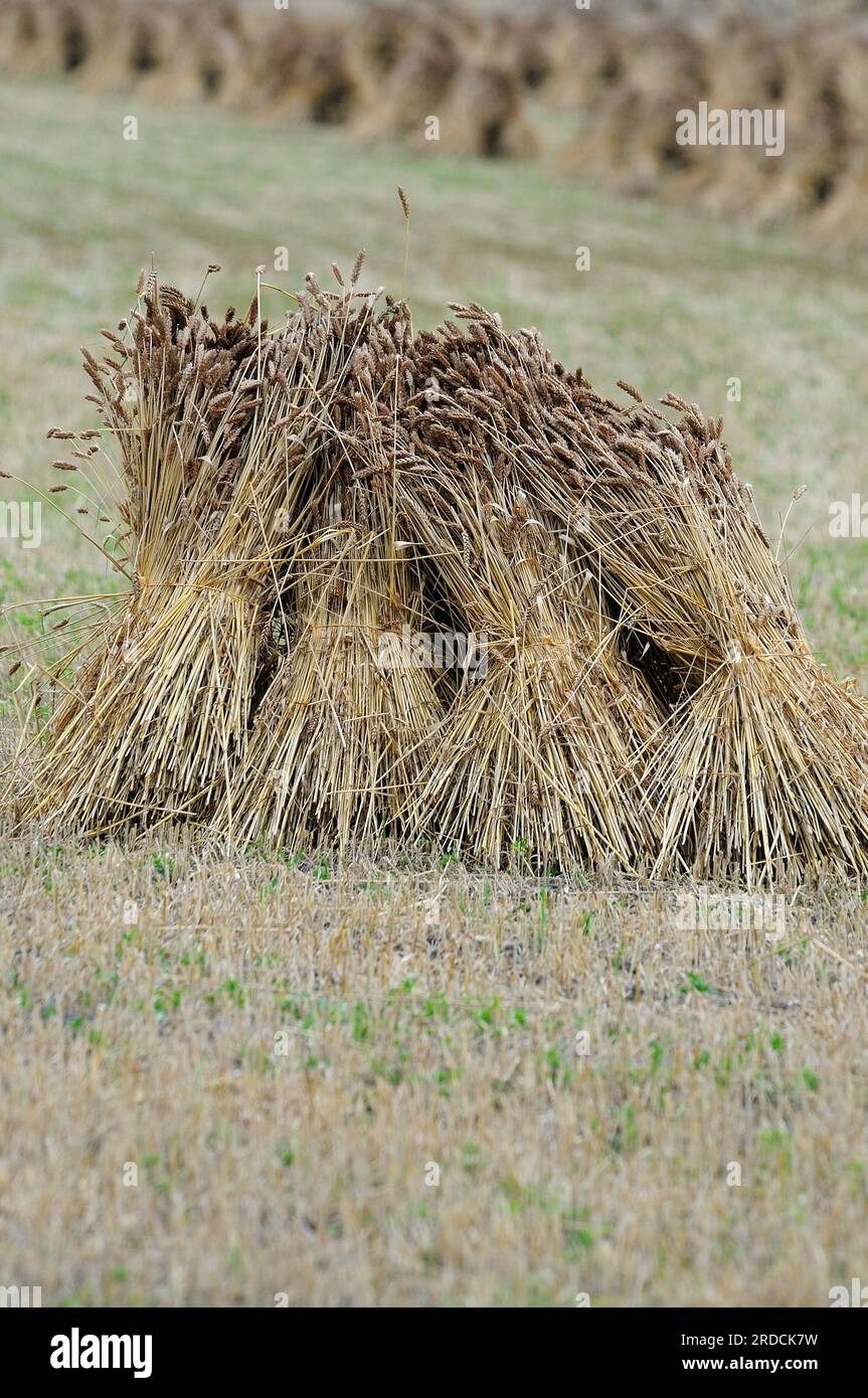 Thatching uk harvest hi-res stock photography and images - Alamy