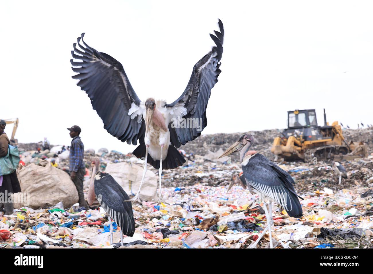 Nairobi, Kenya. 14th July, 2023. Marabou stork fly over garbage as ...
