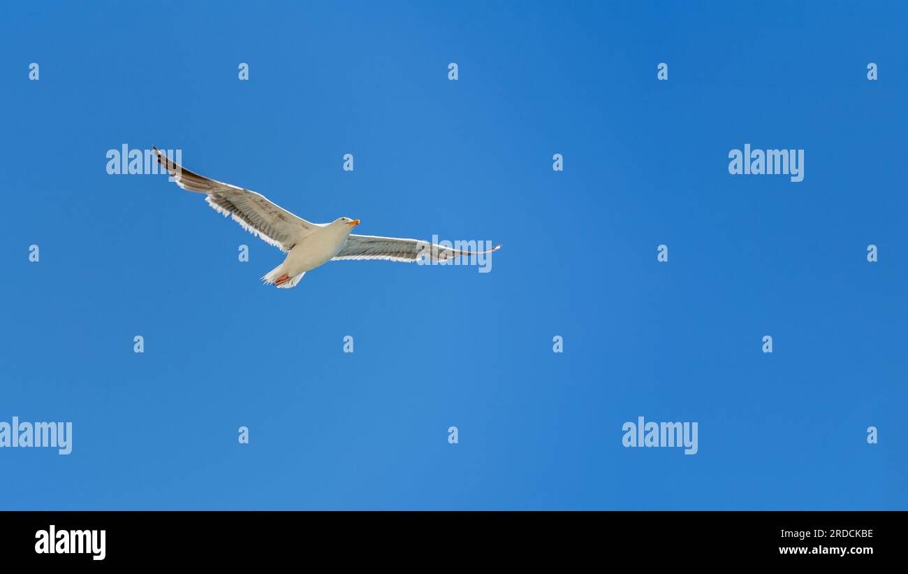 A California seagull flying high in the clear blue sky with wings ...