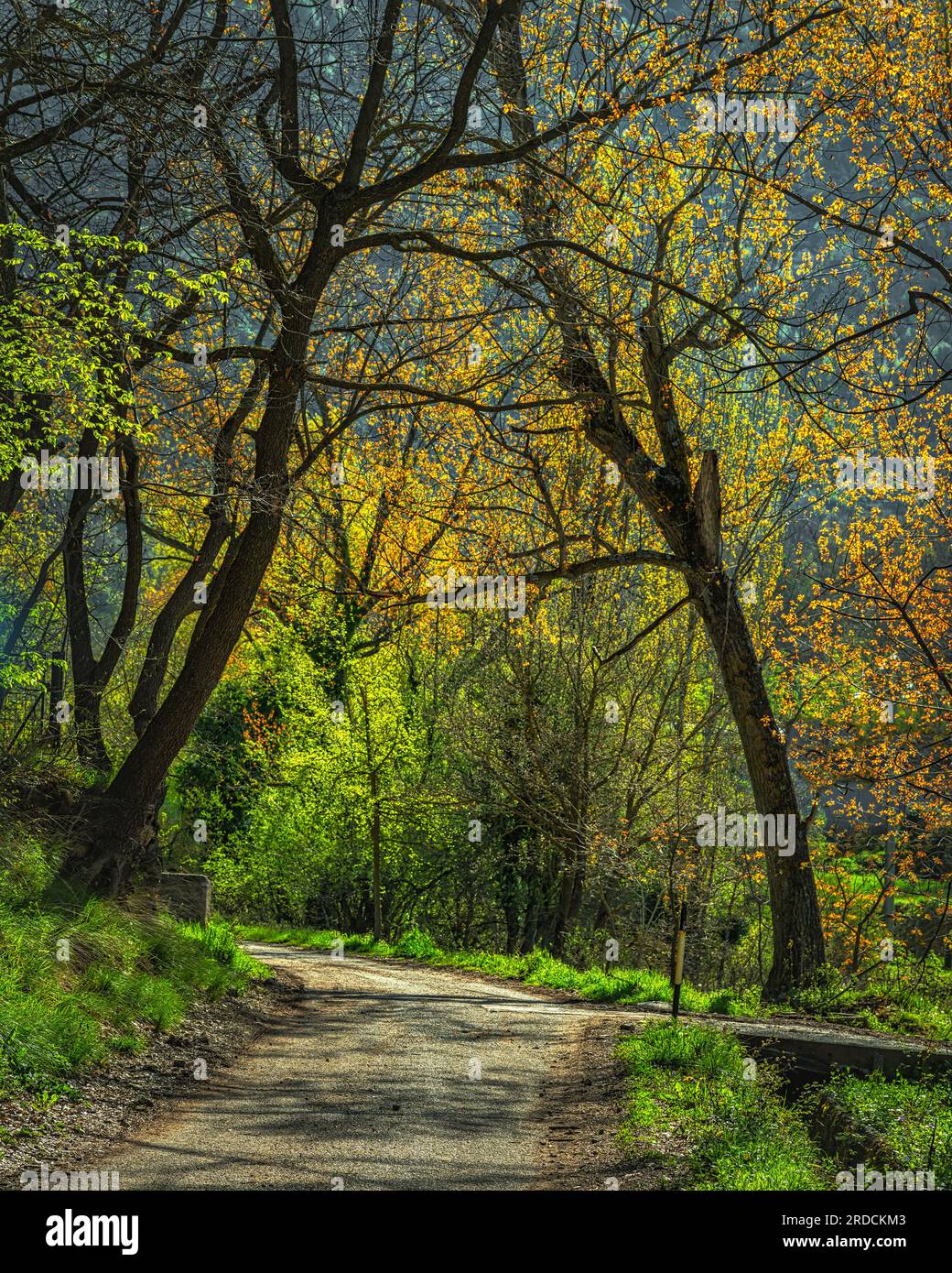 Lush green forest path in hi-res stock photography and images - Alamy