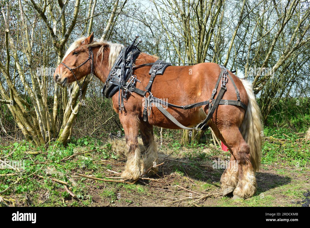 Heavy horse extracting timber from woodland. Dorset, UK Stock Photo - Alamy