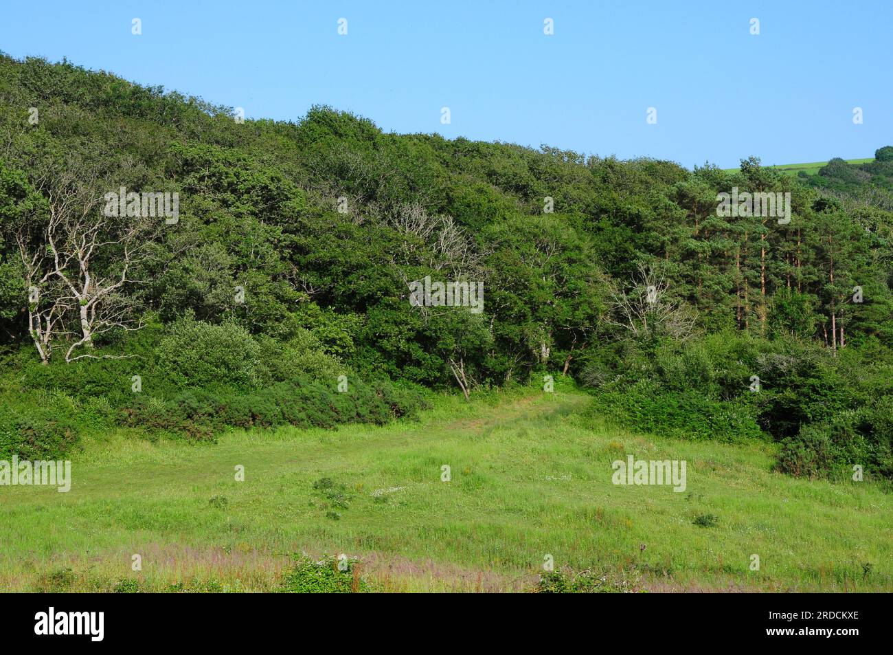 Powerstock Common, Dorset Wildlife Trust nature reserve. UK Stock Photo ...